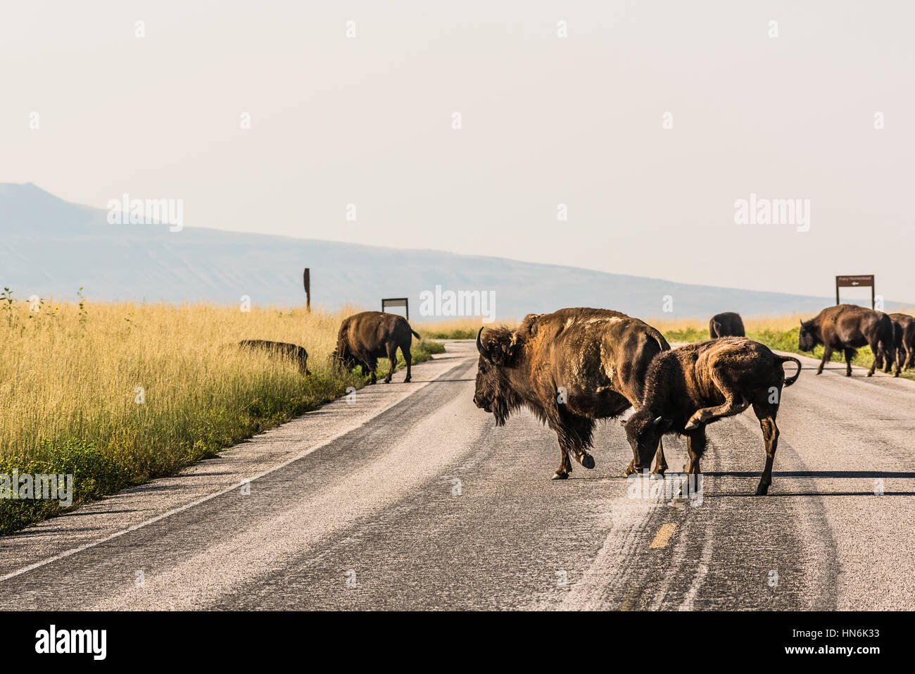 A female bison with her calf cross the road while grazing with other ...