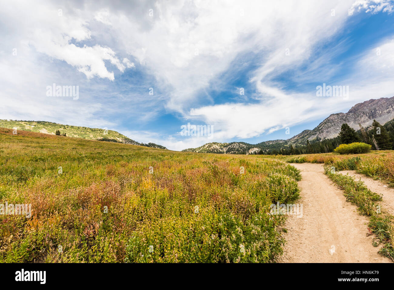 Albion Basin landscape scenery with alpine meadows photographed during ...