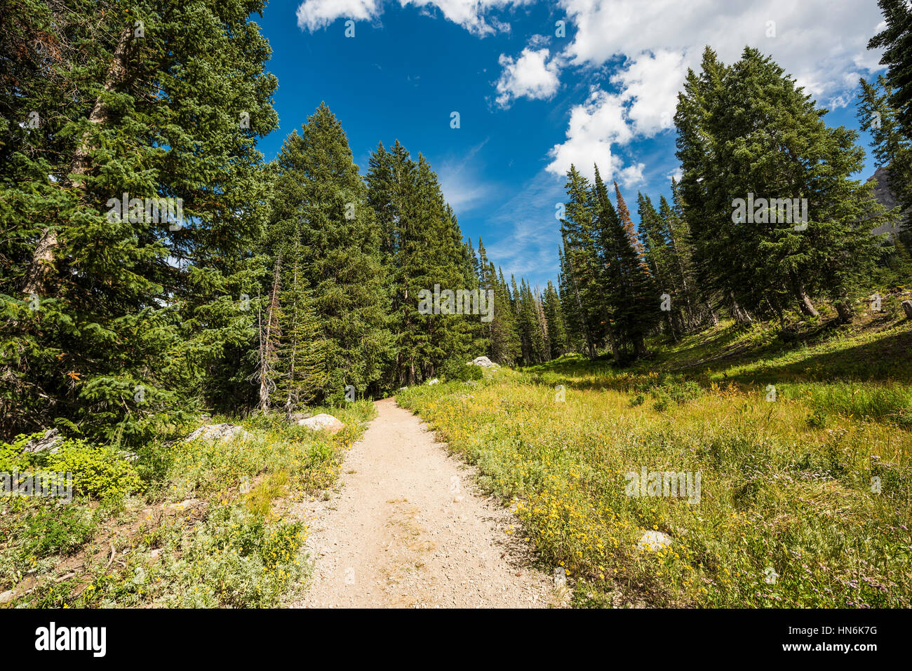 Albion Basin landscape scenery with alpine meadows photographed during ...
