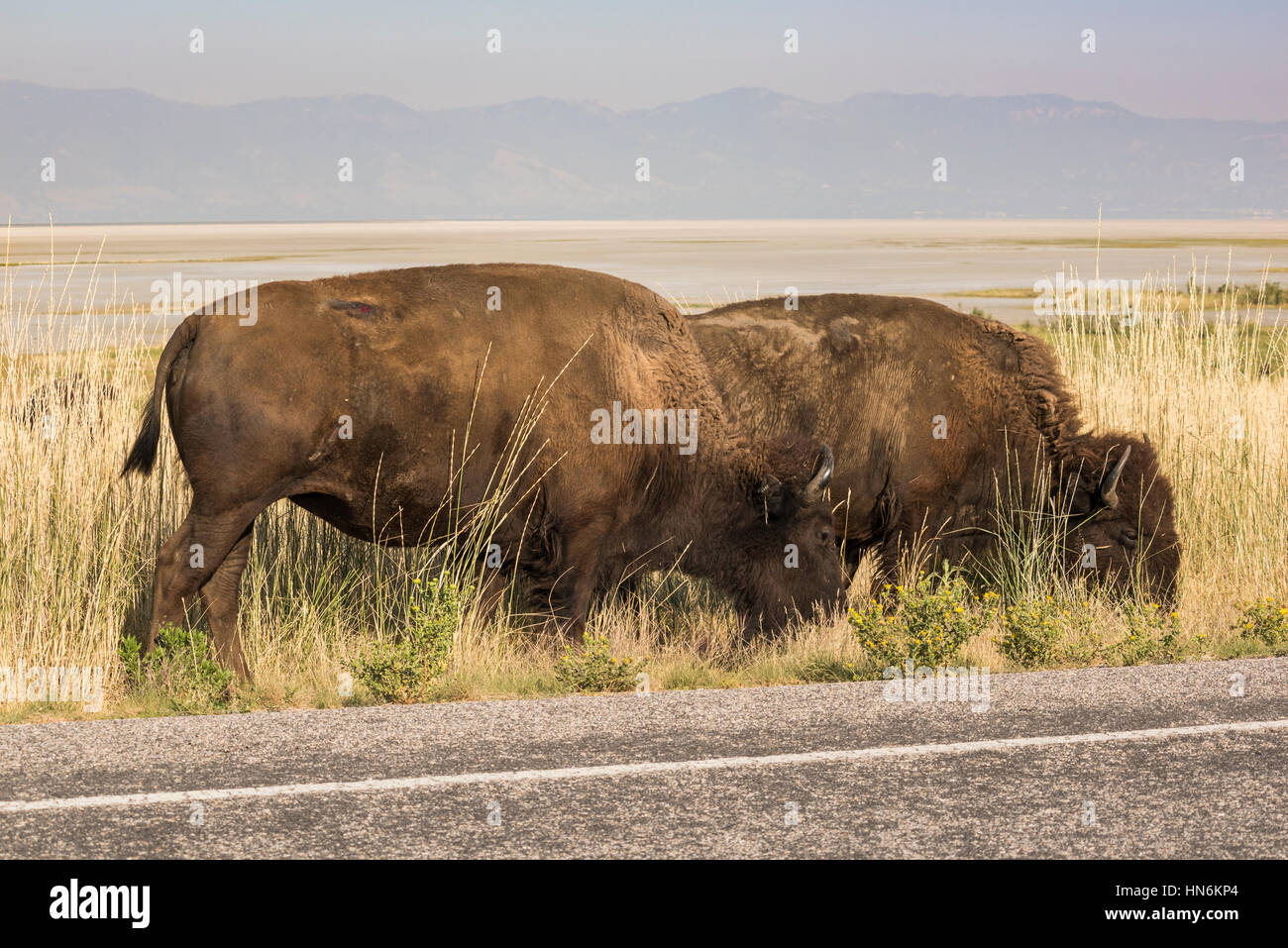 Two bison grazing by road near Great Salt Lake in Utah, USA Stock Photo ...