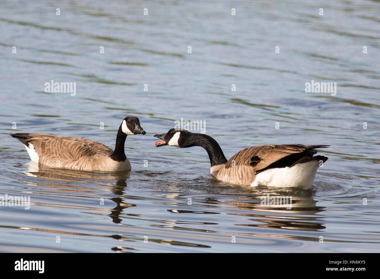 Arguing canada goose hi-res stock photography and images - Alamy