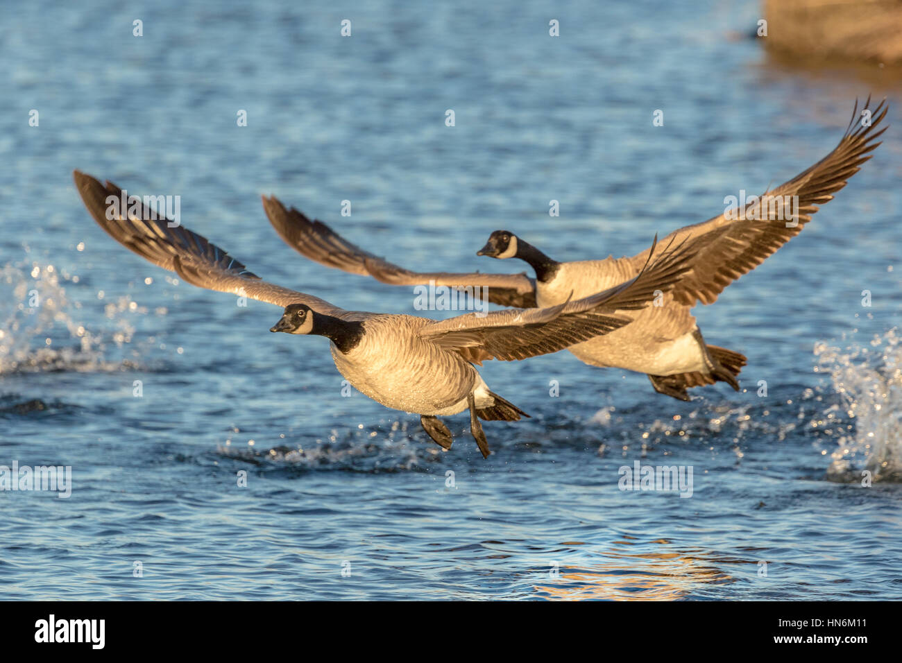 Canada Geese taking off from the water Stock Photo - Alamy