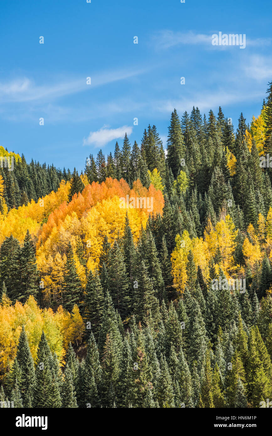 View on San Juan National Forest during golden fall in Colorado Stock ...