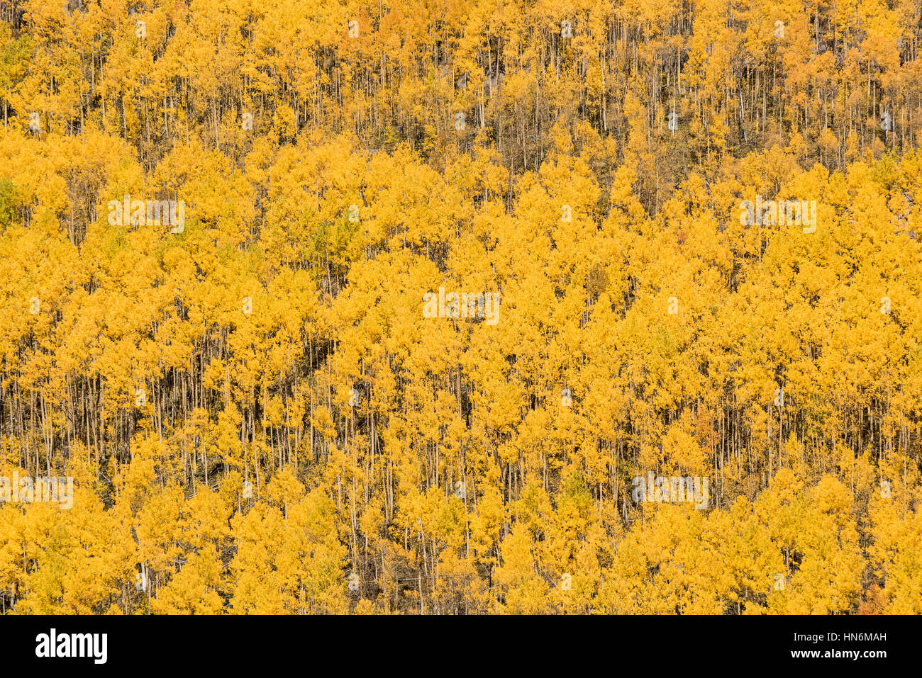 Rows of golden aspen trees in autumn in San Juan region of Colorado ...