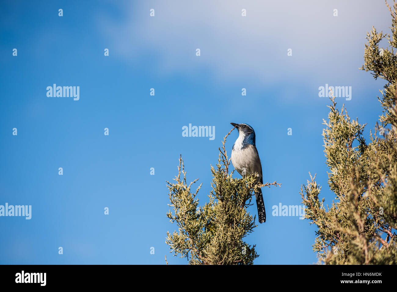 California jays hi-res stock photography and images - Alamy