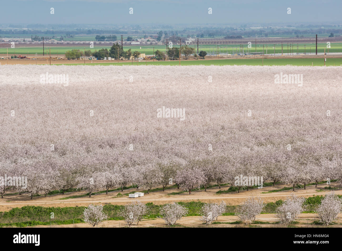 Almond Farm blooming in northern California with many trees with pink ...