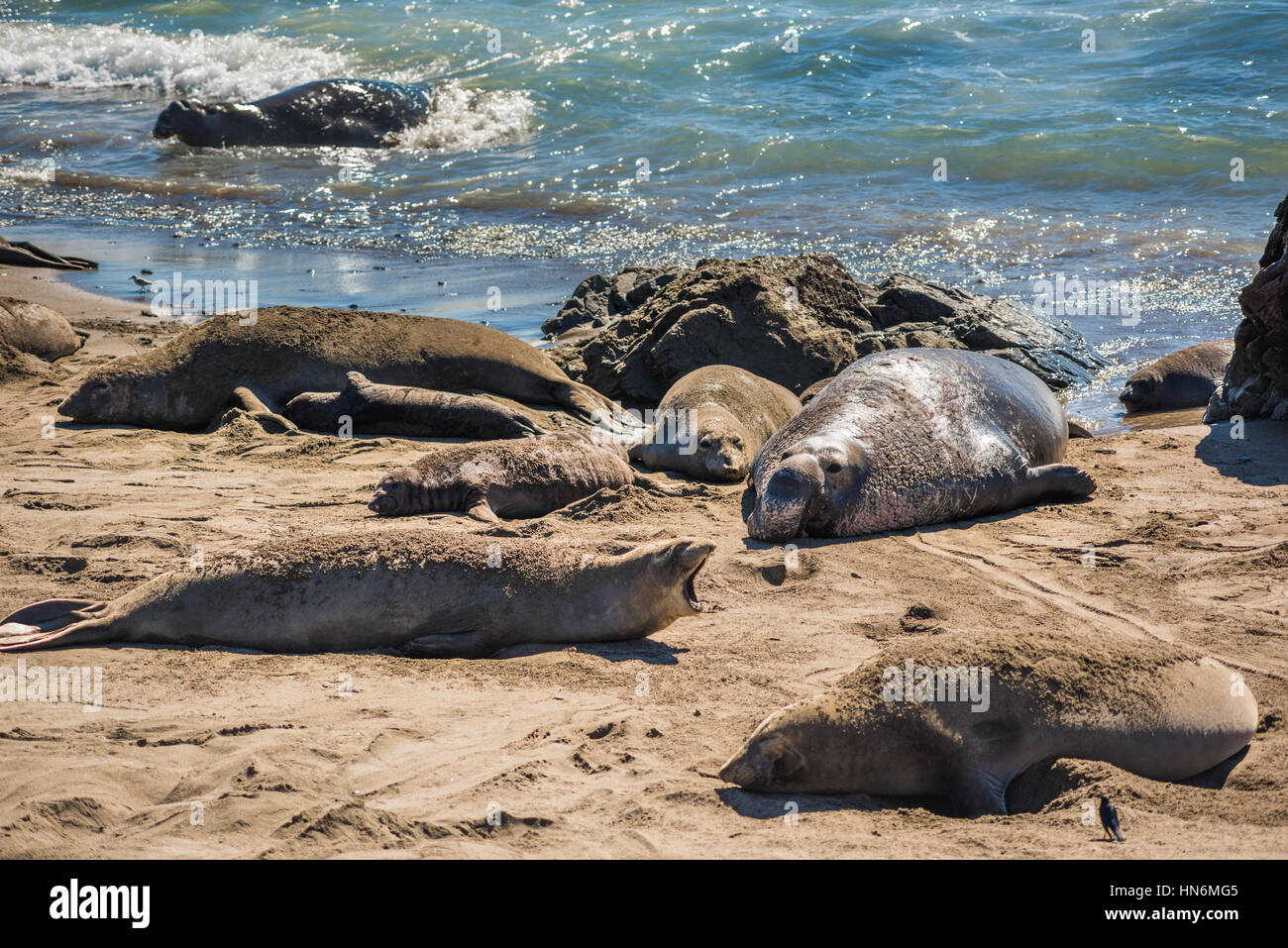 Elephant seal harem with blue alpha male during mating season near San ...