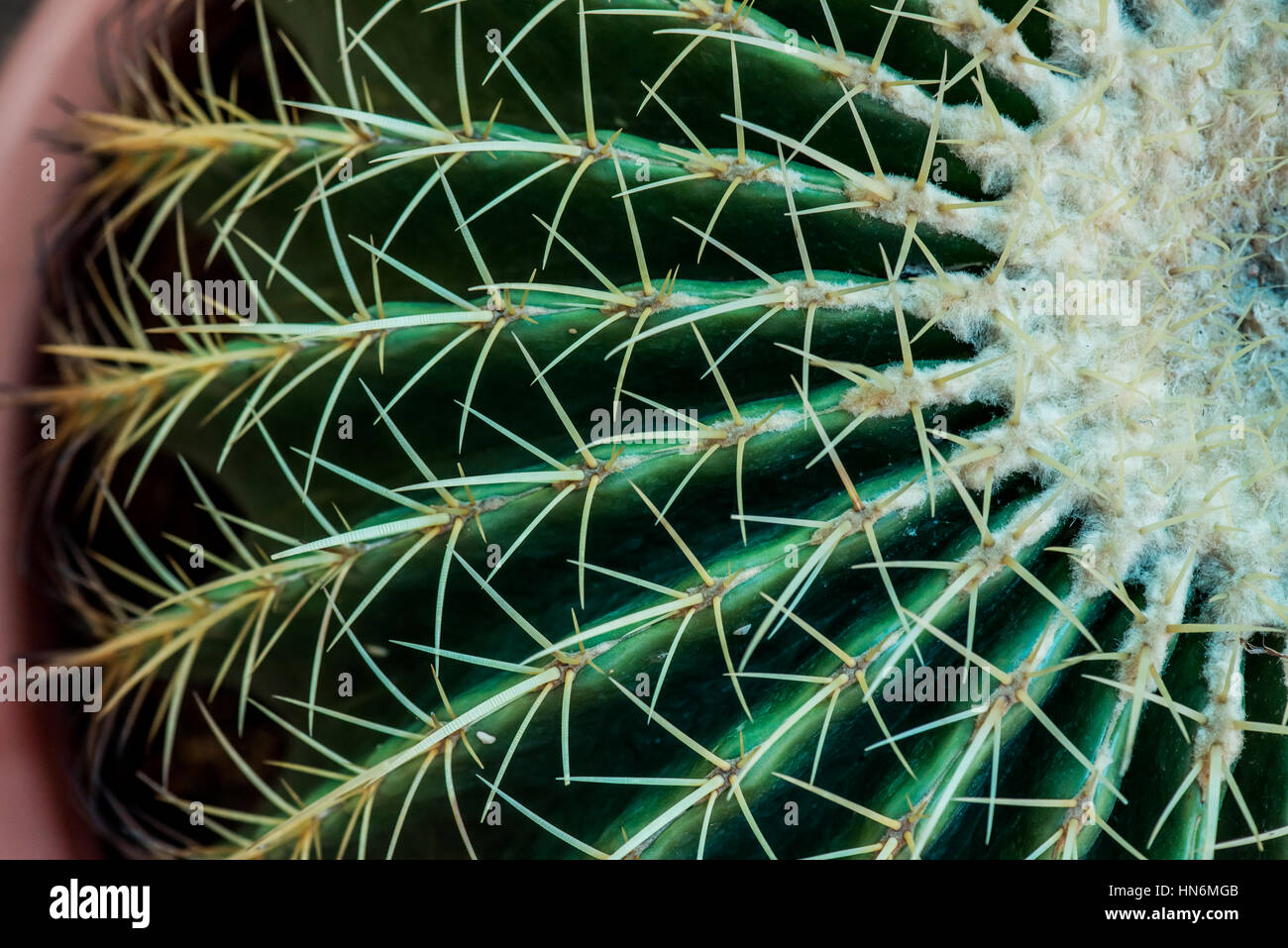 cactus, sugar palm leaf, decoration in the garden Stock Photo - Alamy