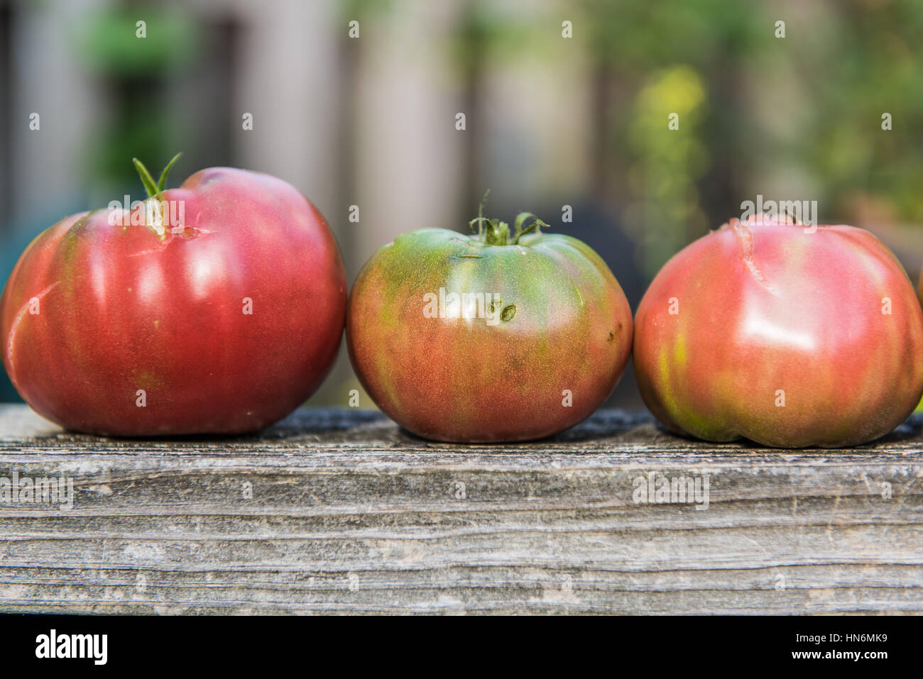 Three large heirloom tomatoes in a row on wood railing fence Stock ...
