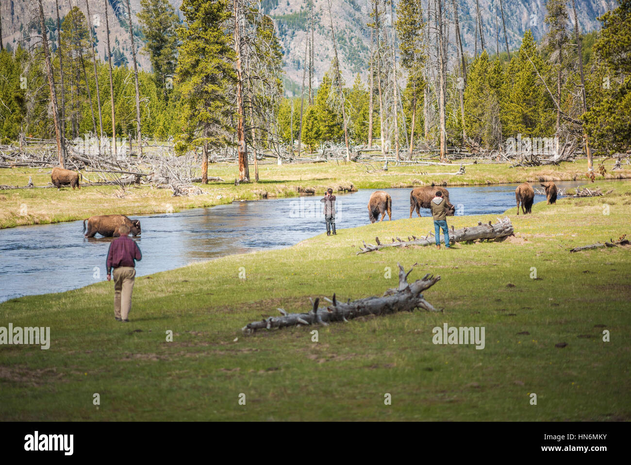 Bison warning hi-res stock photography and images - Alamy
