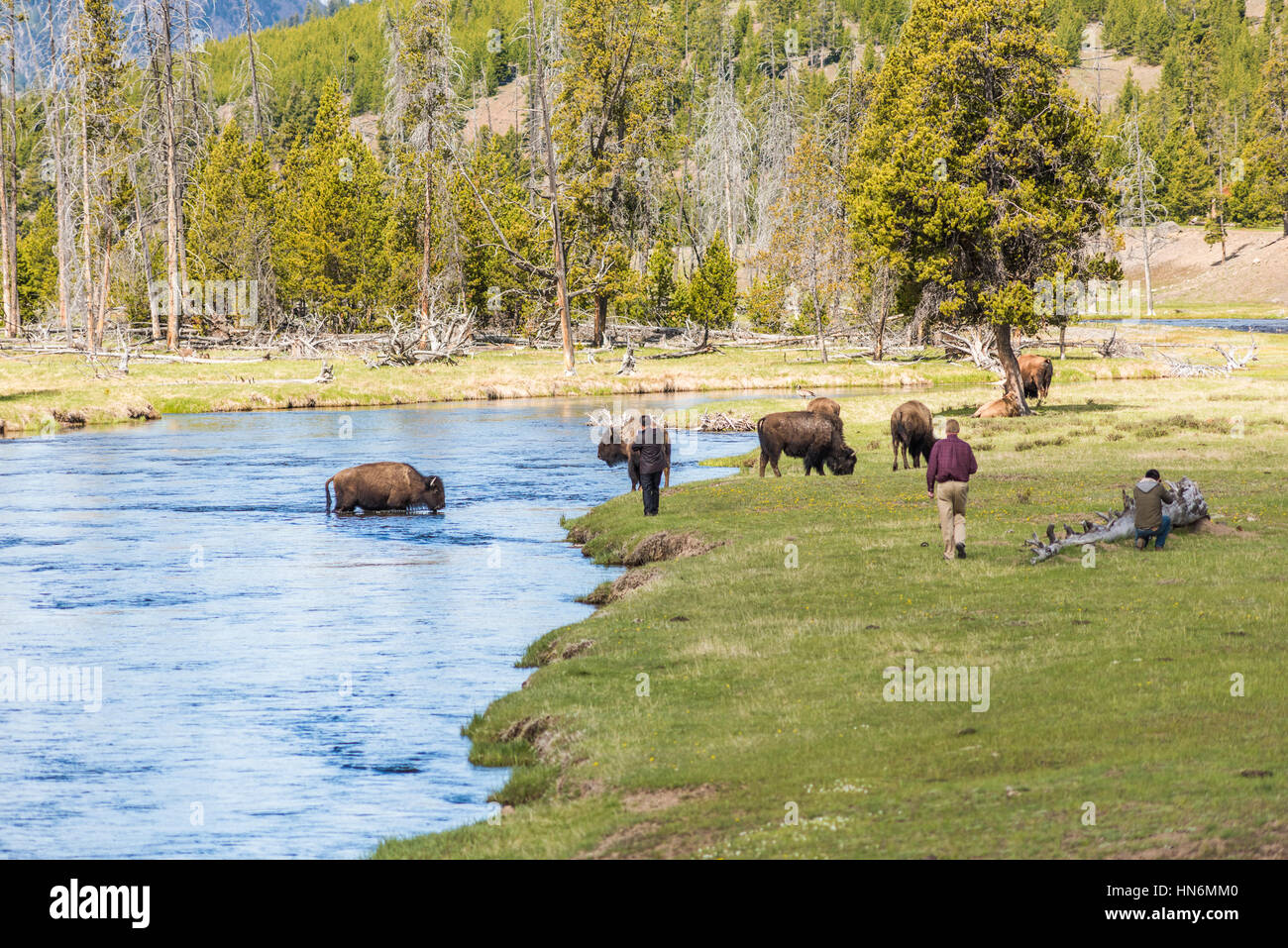 Bison warning hi-res stock photography and images - Alamy