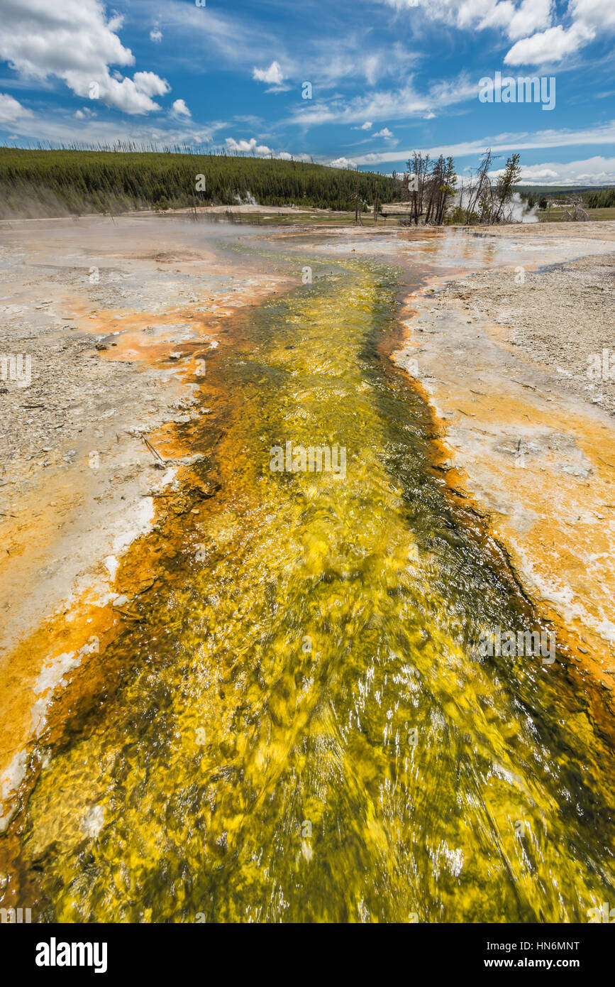 Green bacteria hot spring pool or stream in norris geyser basin in ...