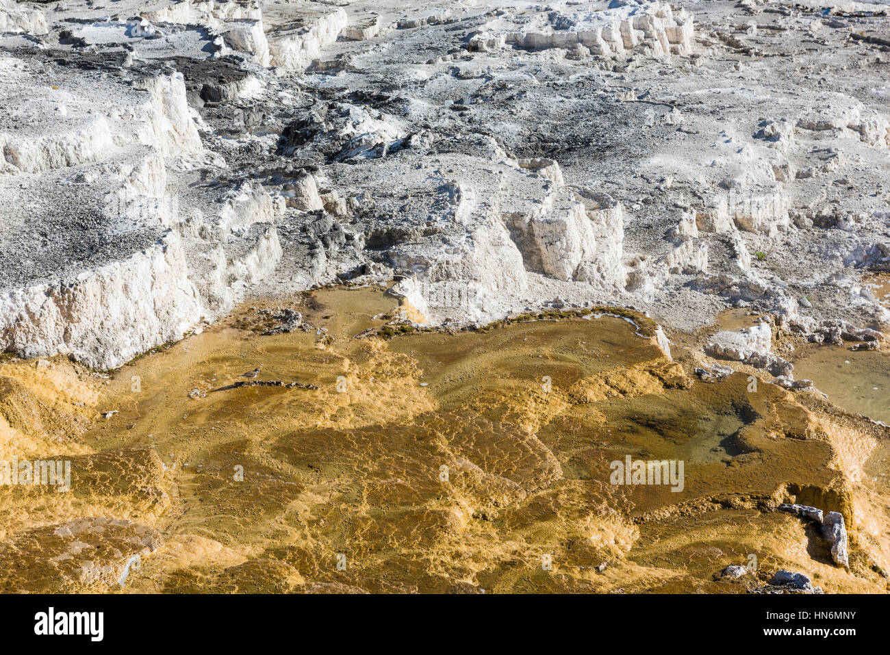 Travertine Pools Yellowstone