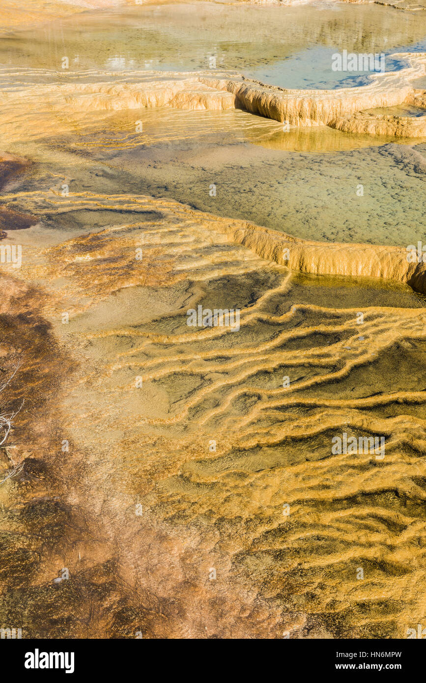 Mammoth hot springs travertine terraces in Yellowstone National Park ...