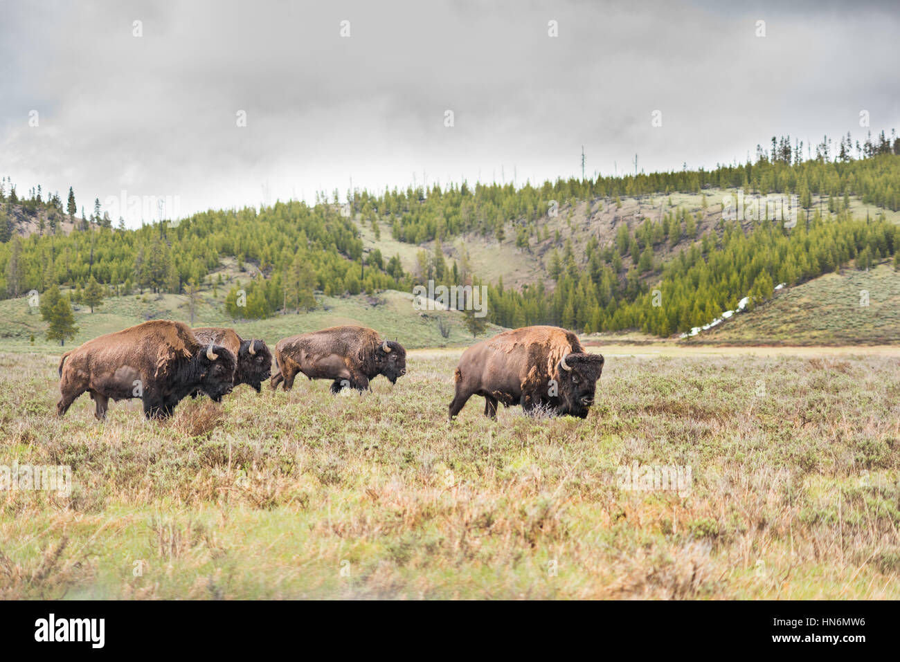 Bison bison herd walking hi-res stock photography and images - Alamy