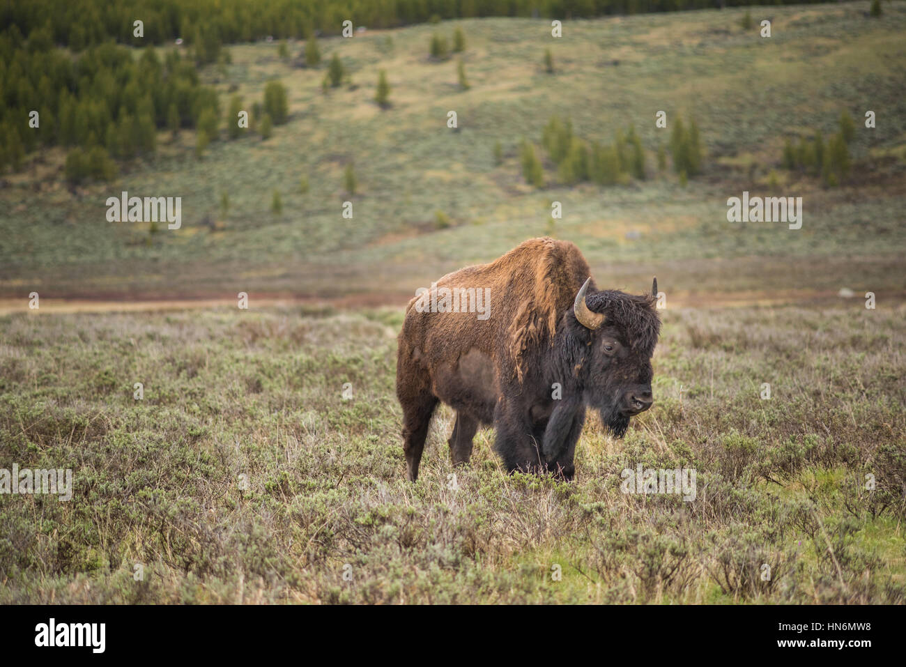One sad bison looking down in prairie in Yellowstone National Park ...