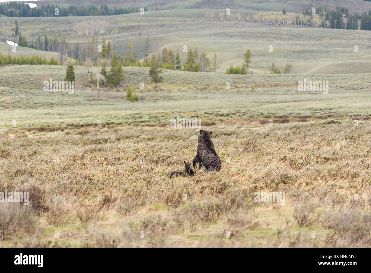 Mother grizzly bear standing up on back hind legs with two cubs in ...