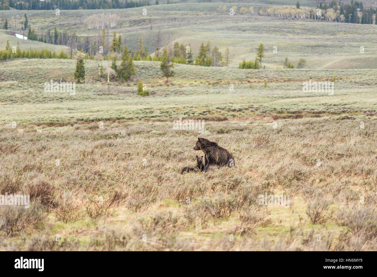 Mother grizzly bear with two cubs in prairie in Yellowstone National ...