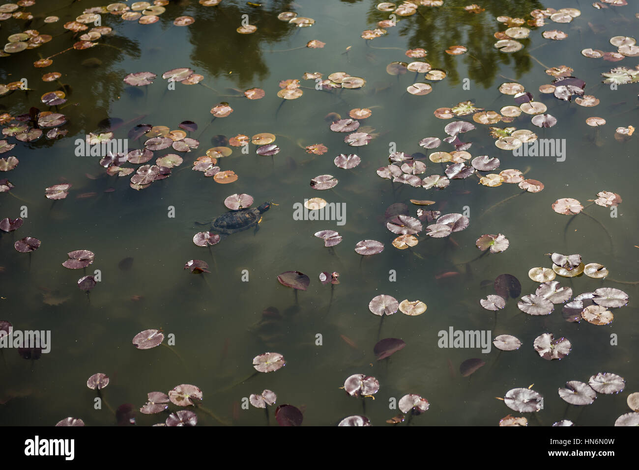 Dwarf waterlily hi-res stock photography and images - Alamy