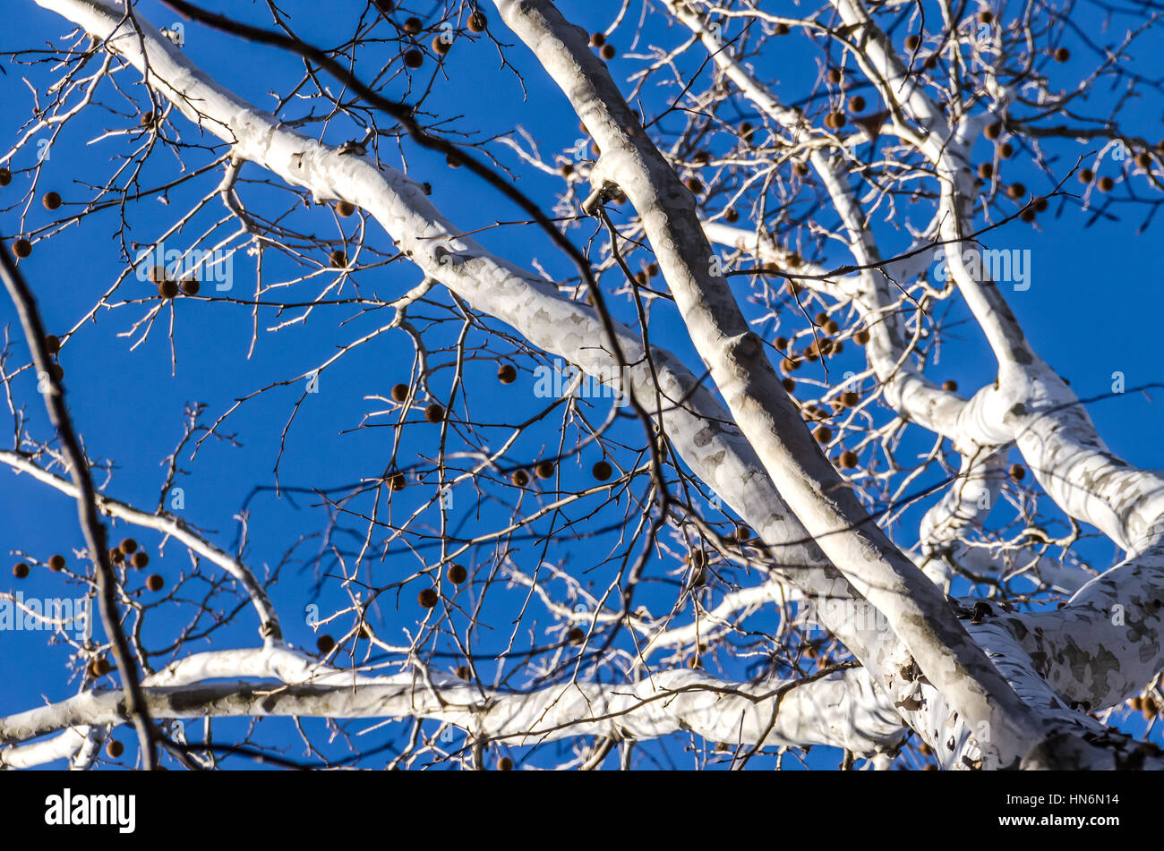 What Tree Has White Bark