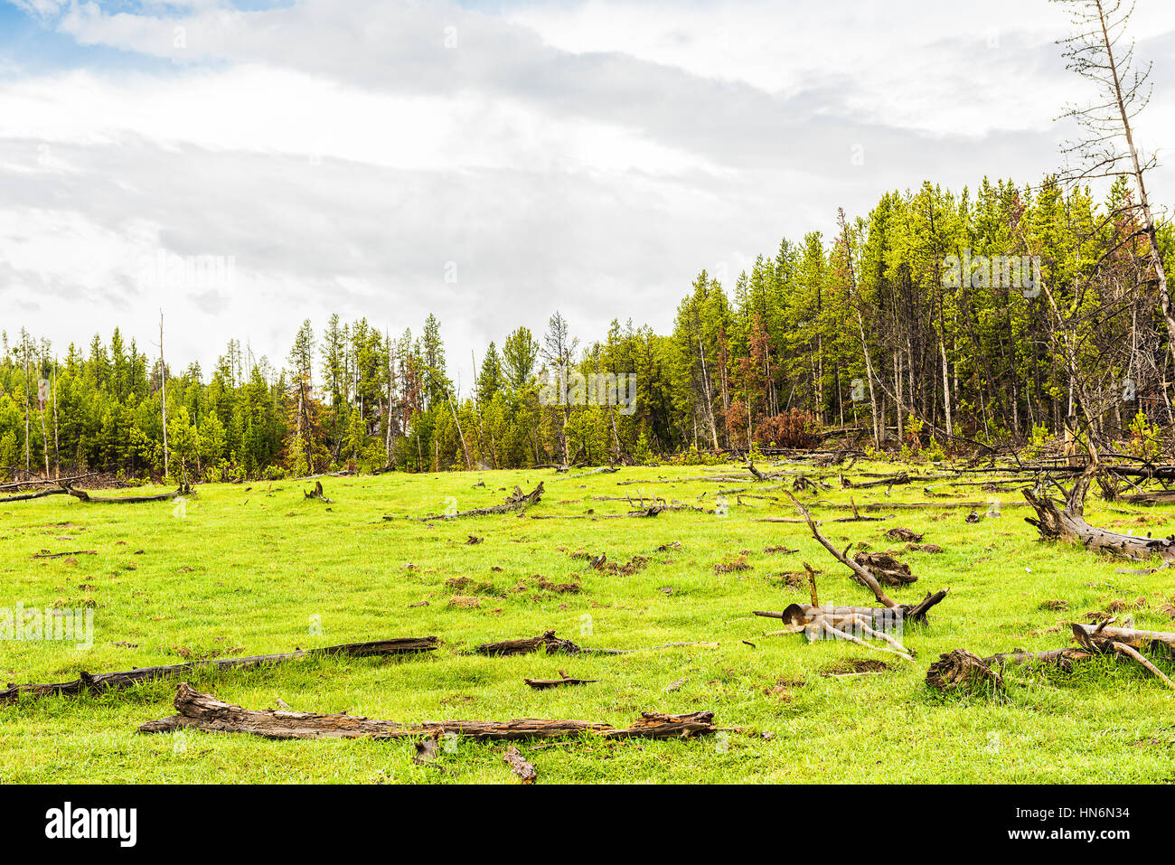 Yellowstone petrified forest hi-res stock photography and images - Alamy
