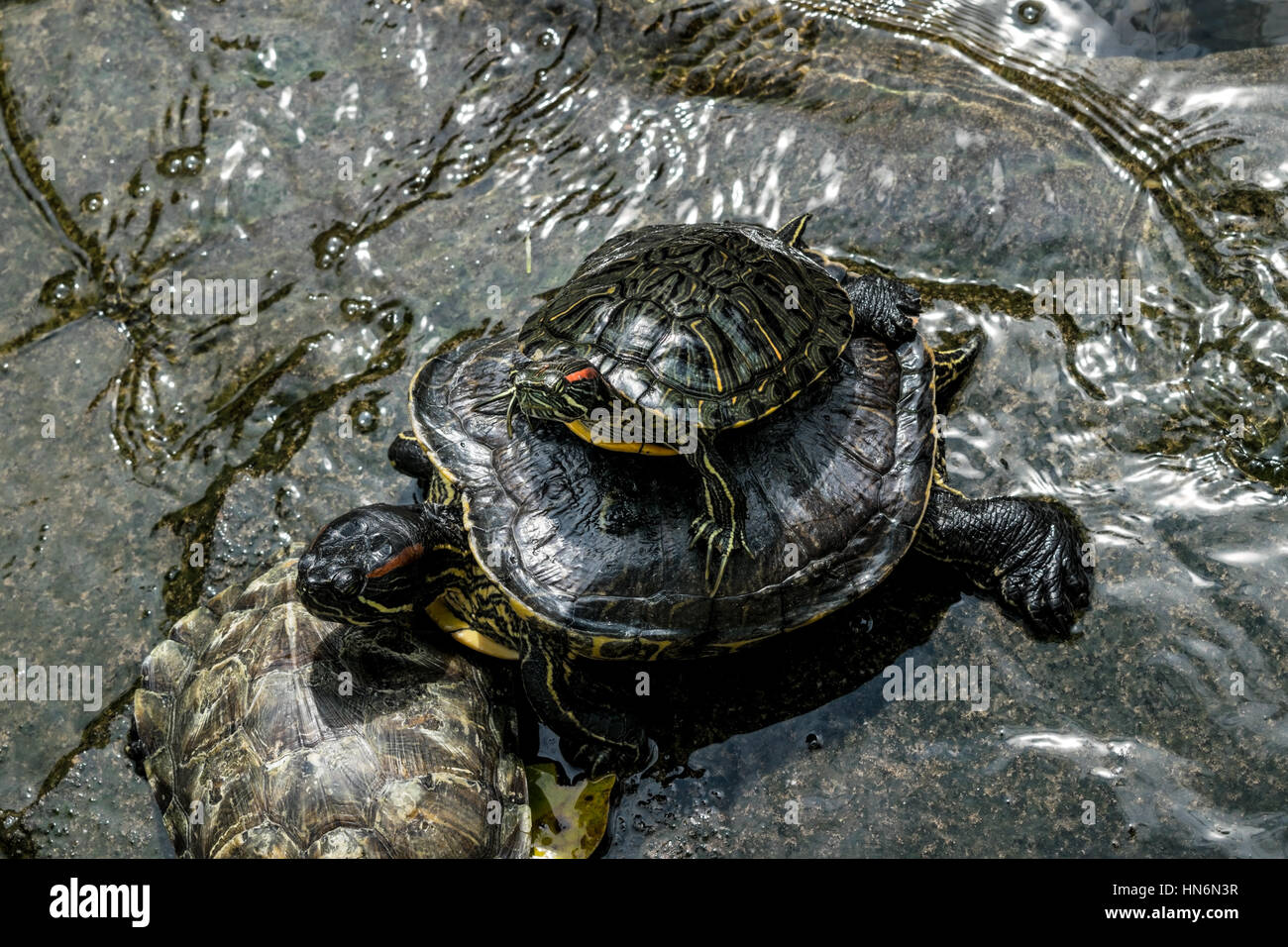 Young Asian box turtle resting on top of adult Asian box turtle Stock ...
