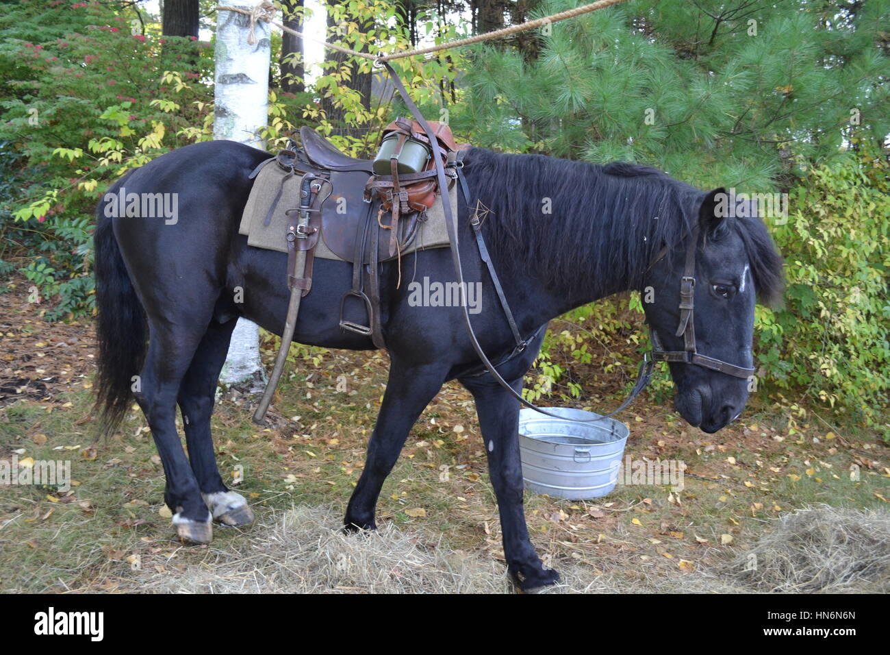 German cavalry horse, WW2 re-enactment, Massachusetts, U.S.A Stock ...