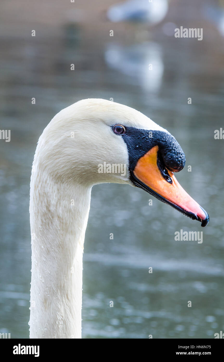 Vertical closeup of swan head with details and lake background Stock ...