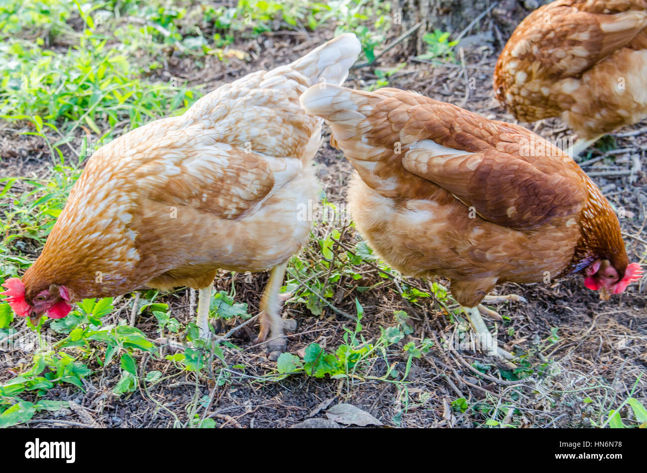 Three hens digging into ground eating Stock Photo - Alamy