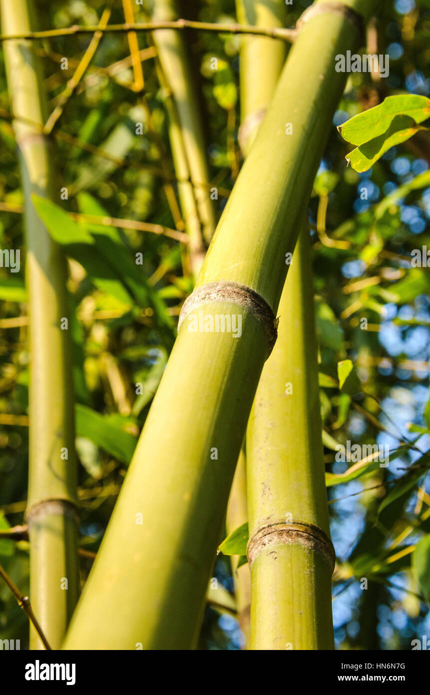 Bamboo stalks closeup hi-res stock photography and images - Alamy