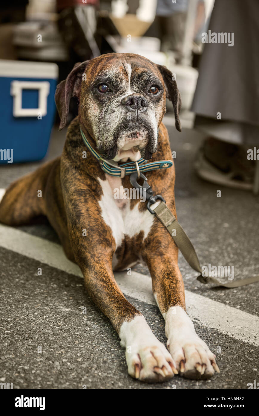 Large brown boxer dog on leash with sad eyes lying down on asphalt and ...