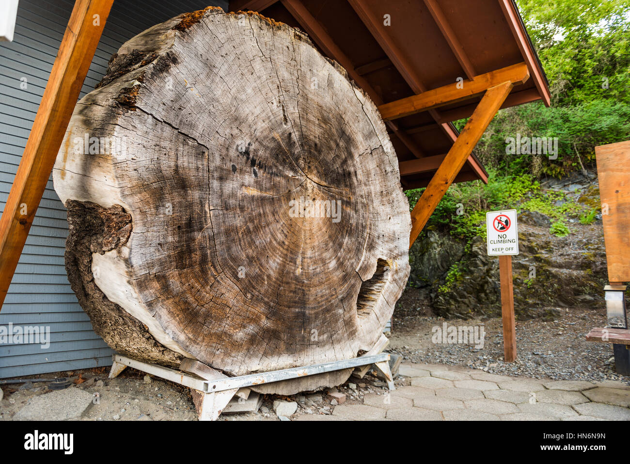 Large cedar tree trunk slice in La Conner, Washington on display with ...