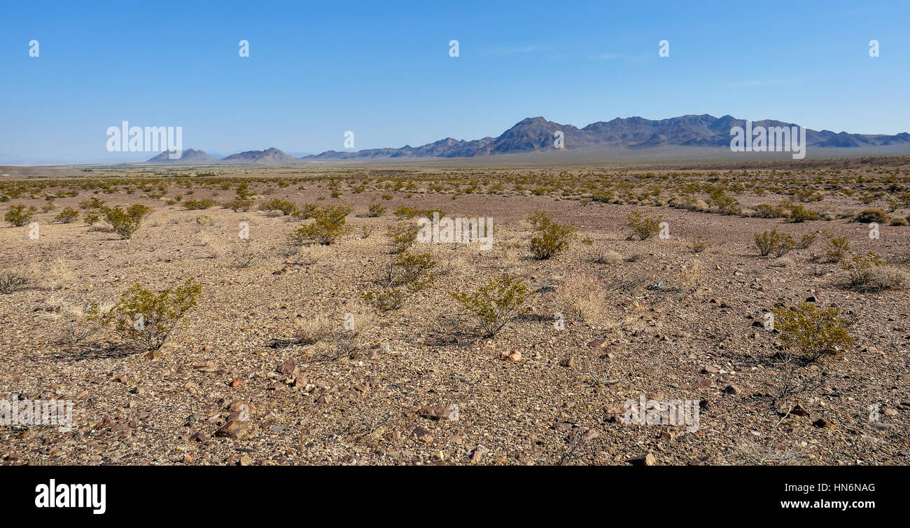 Death valley trees hi-res stock photography and images - Alamy