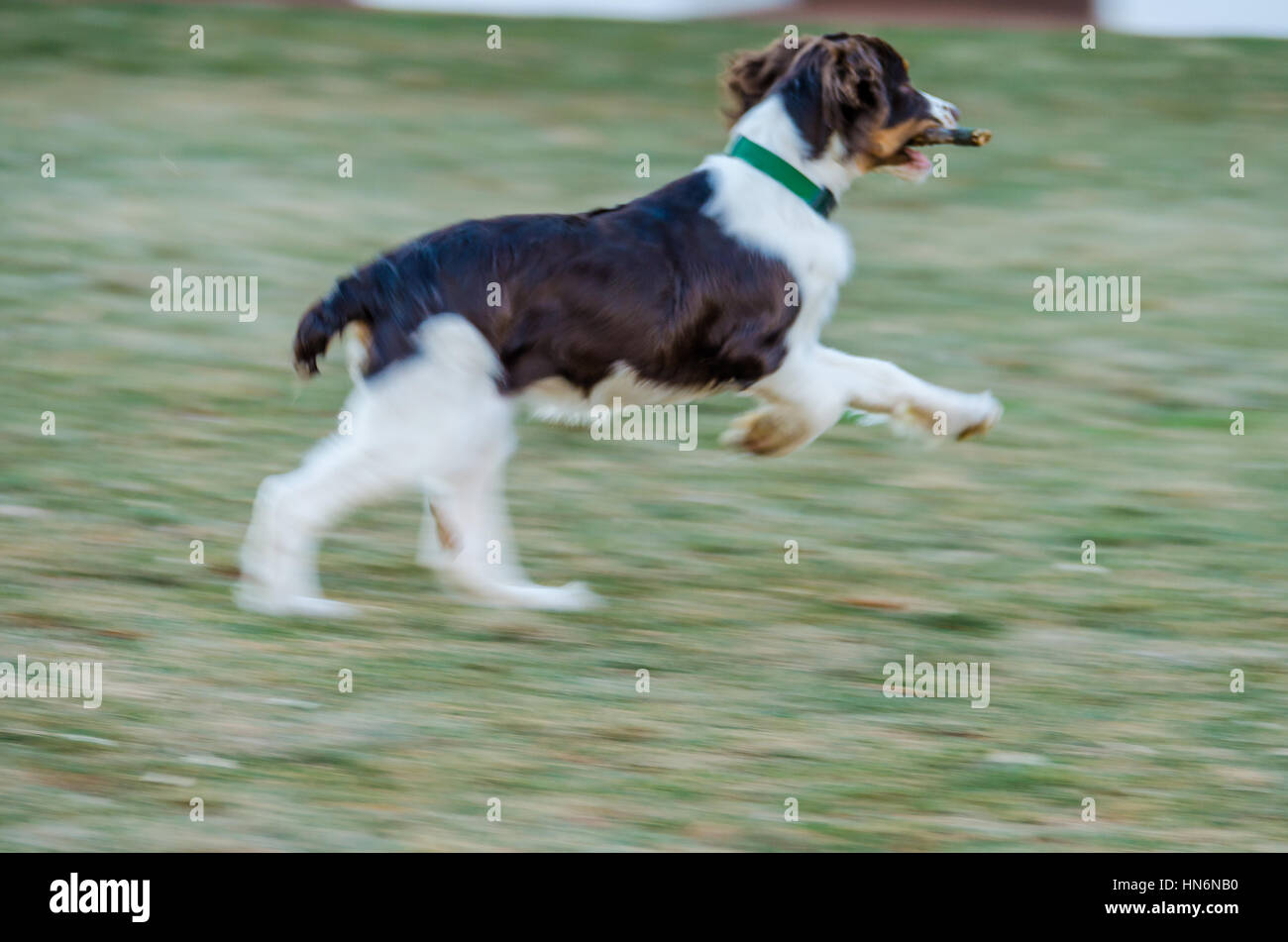 Cocker spaniel puppy running hi-res stock photography and images - Alamy