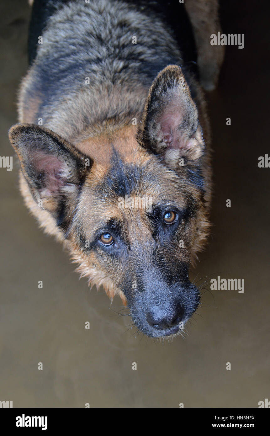German Shepherd Cropped Ears