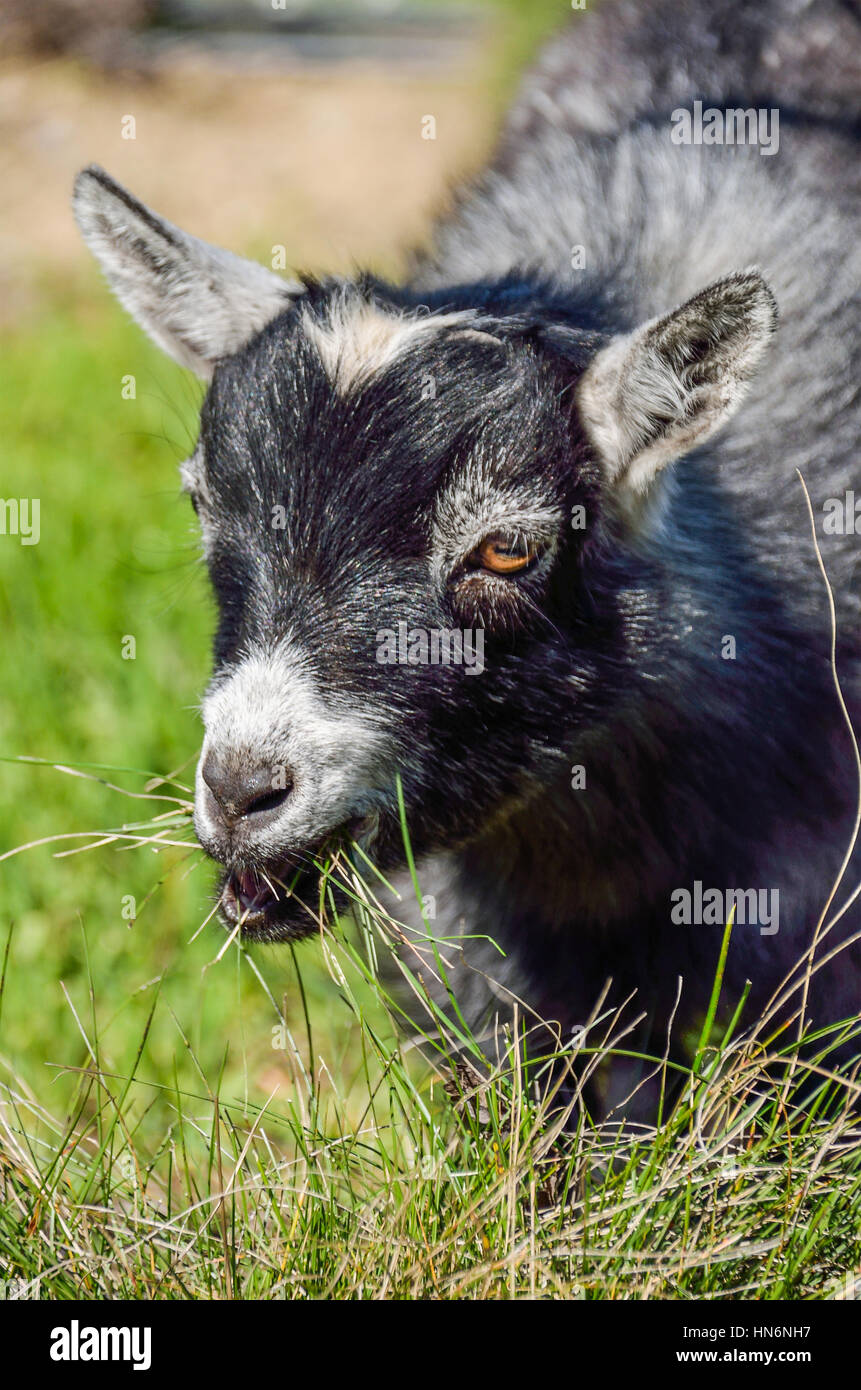 Baby goat kid hi-res stock photography and images - Alamy