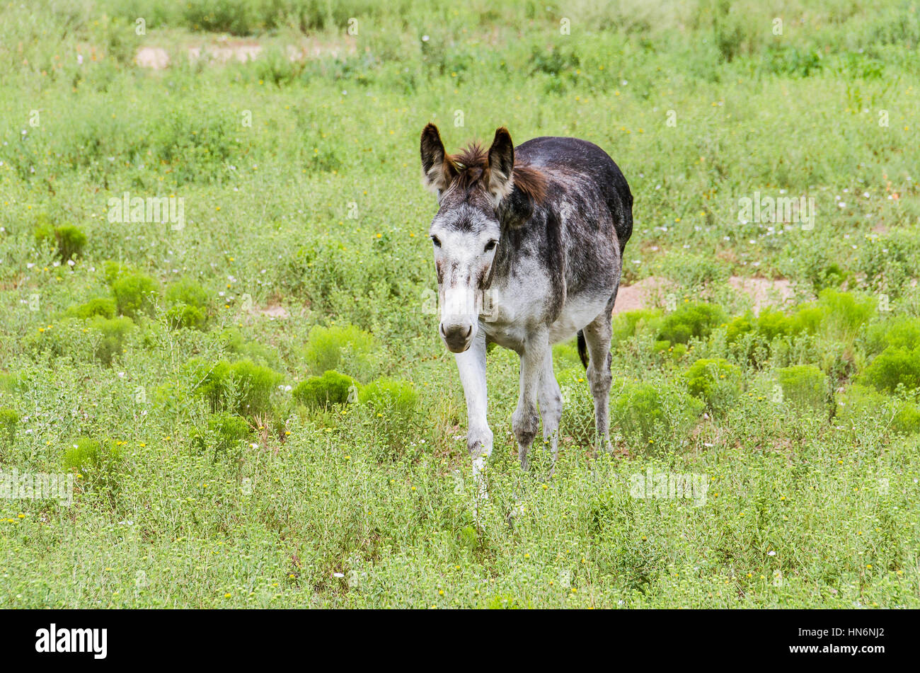 Small cute donkey walking forward in grass Stock Photo - Alamy
