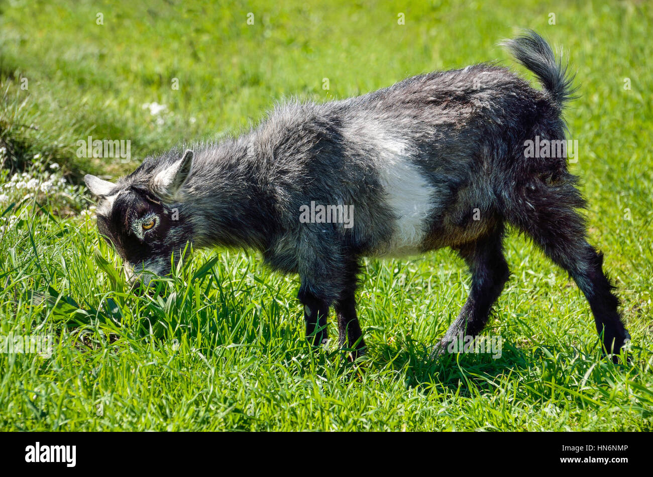 Side profile of grey baby goat kid chewing grass Stock Photo - Alamy