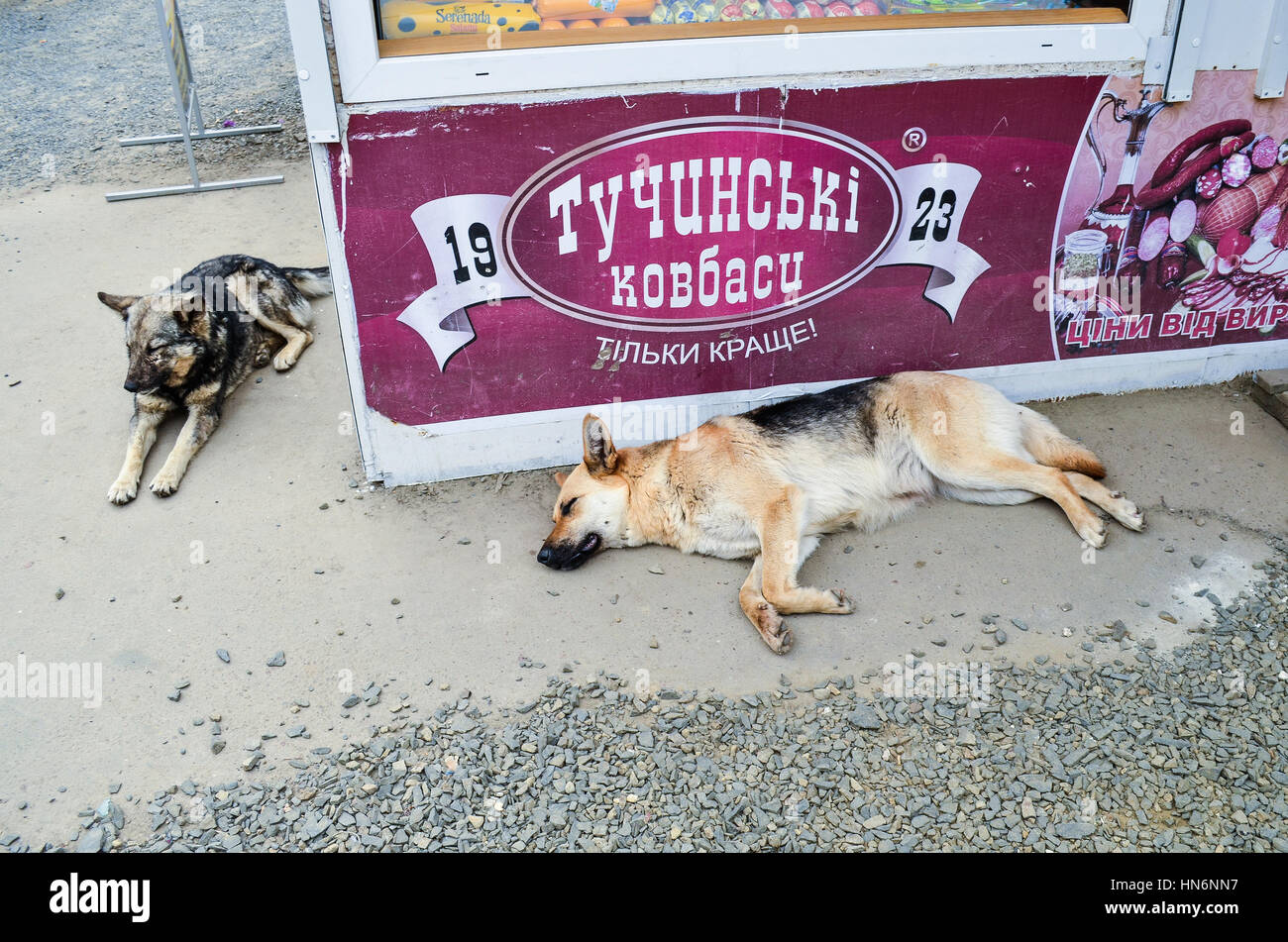 Stray dogs on dirty street hi-res stock photography and images - Alamy
