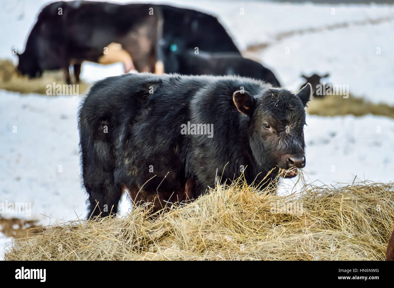 Black cow calf eating hay during winter snow Stock Photo - Alamy