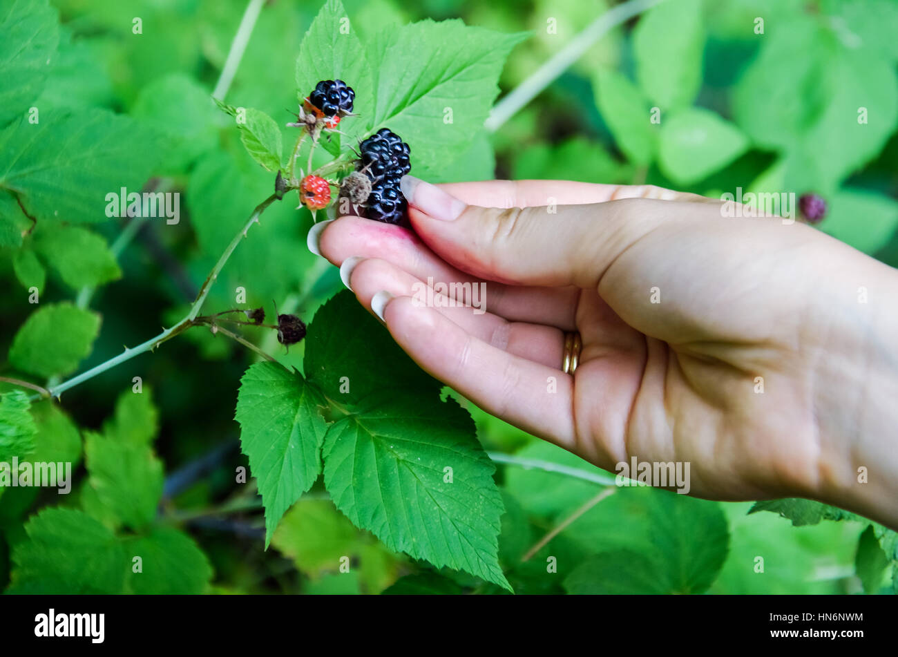 Young woman's hands picking wild black raspberry off bush Stock Photo ...