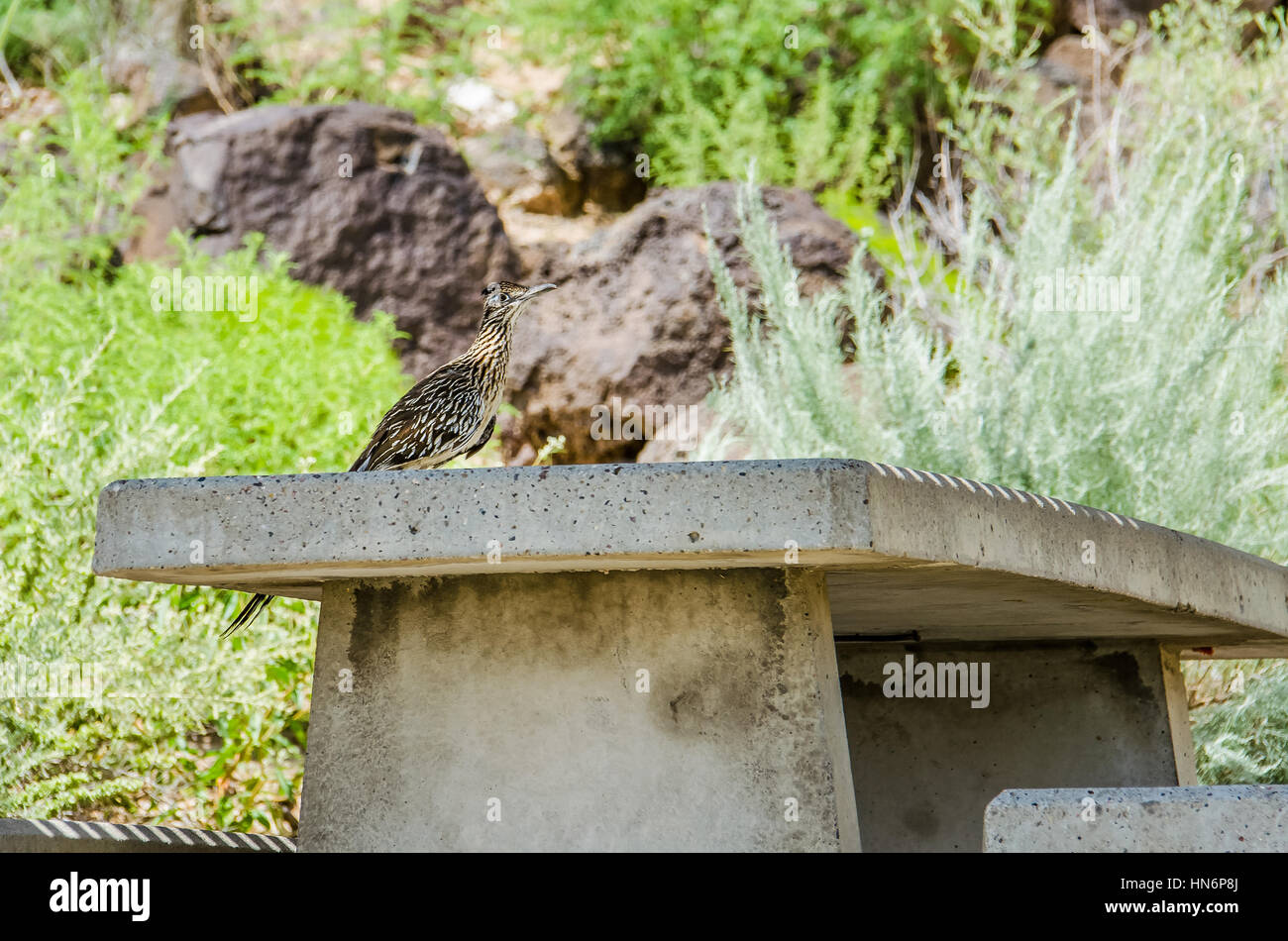 Roadrunner bird hi-res stock photography and images - Alamy