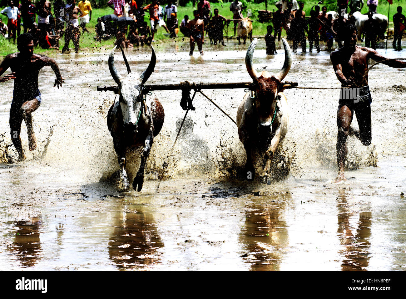 Kala Ottam (Oxen Race, Bull Race) in Kerala (Photo Copyright © Saji ...