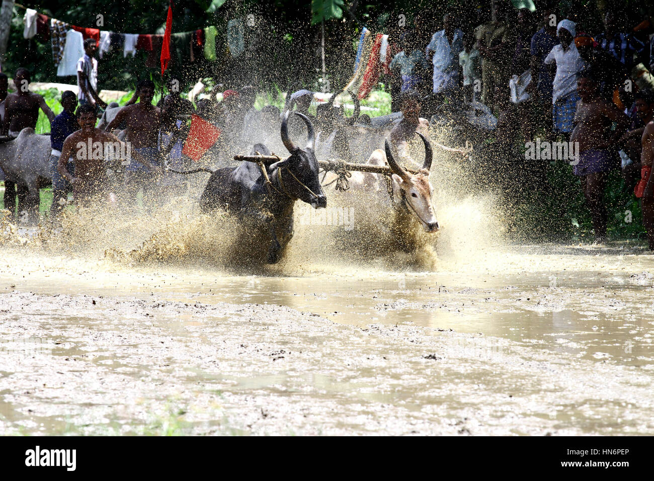 Kala Ottam (Oxen Race, Bull Race) in Kerala (Photo Copyright © Saji ...