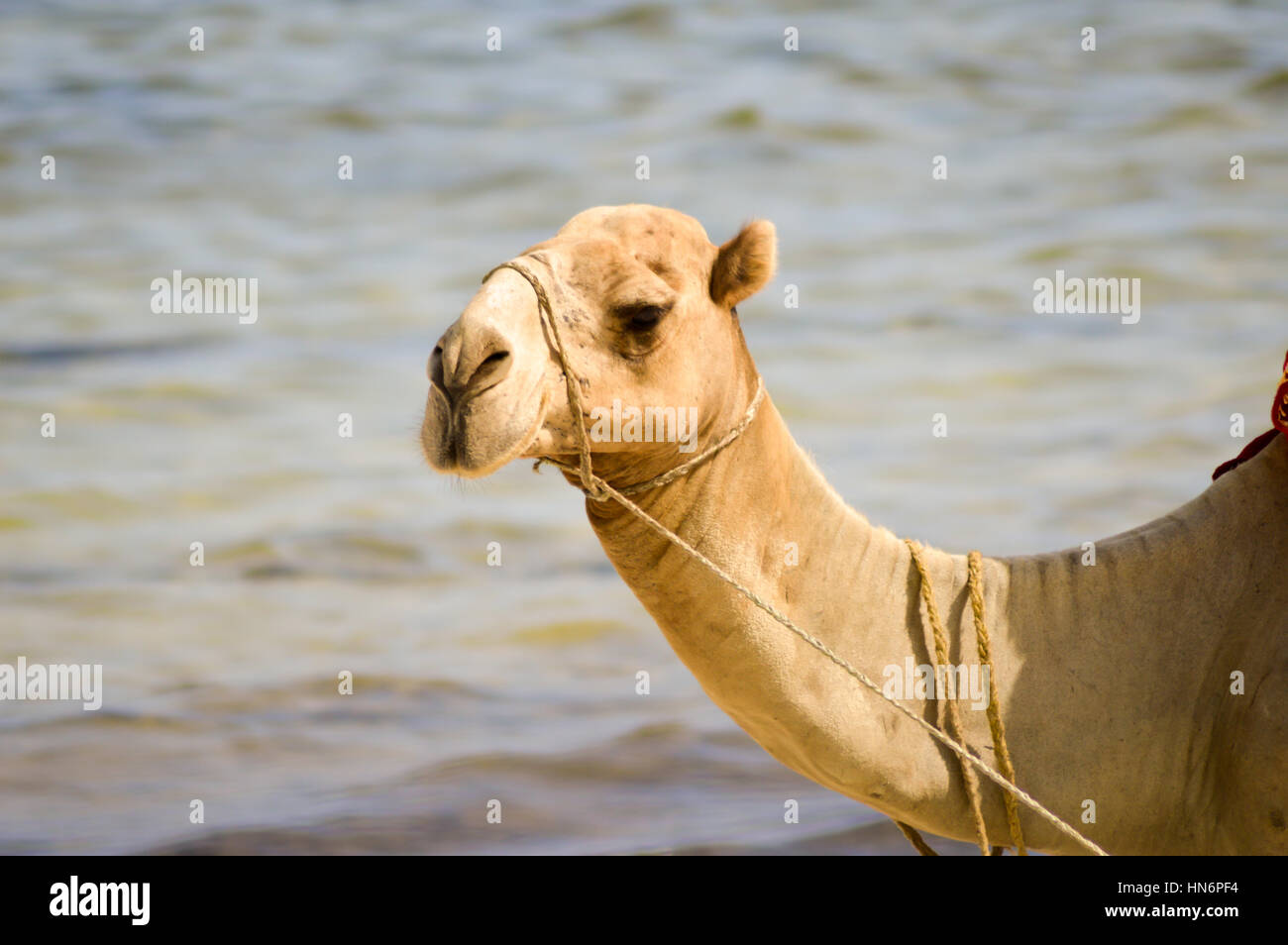 Head of a dromedary with the ocean in background on the beach of ...