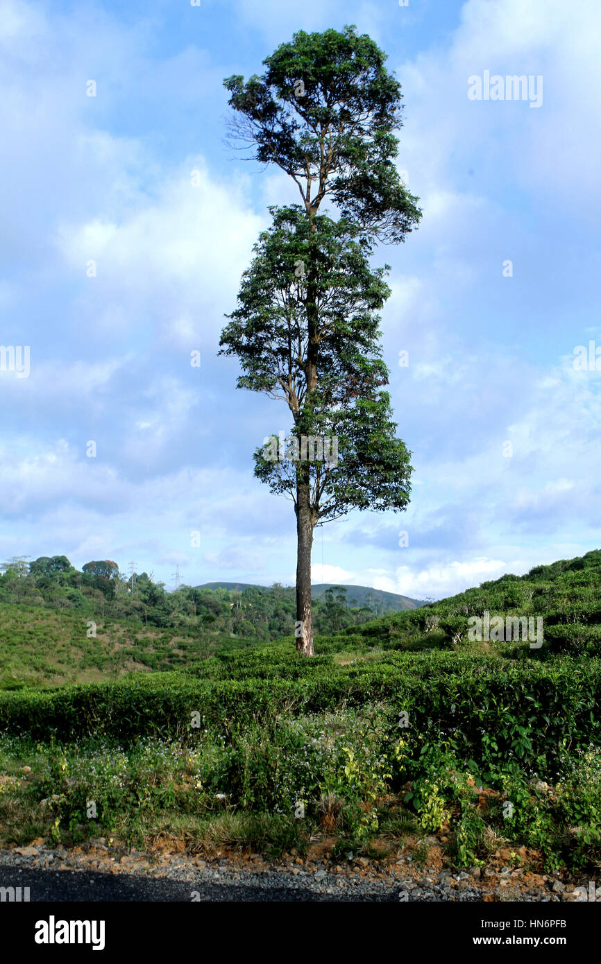 Tall Tree, Munnar, Kerala, India, Thekkady, Hill, Mountain, Kerala ...