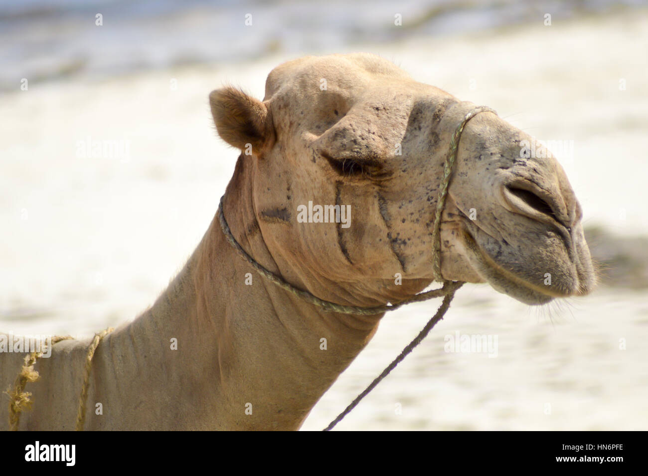Head of a dromedary with the ocean in background on the beach of ...