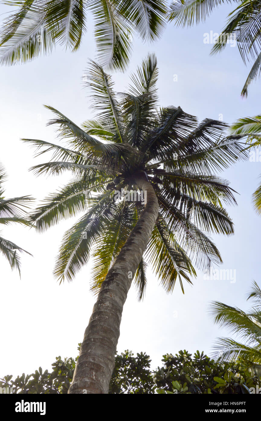 Palm tree seen from the bottom with branches of other palm trees of all ...