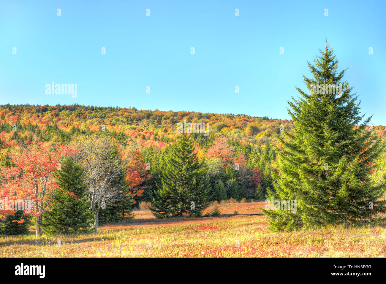 Dolly sods meadow and trail path during autumn in West Virginia Stock ...