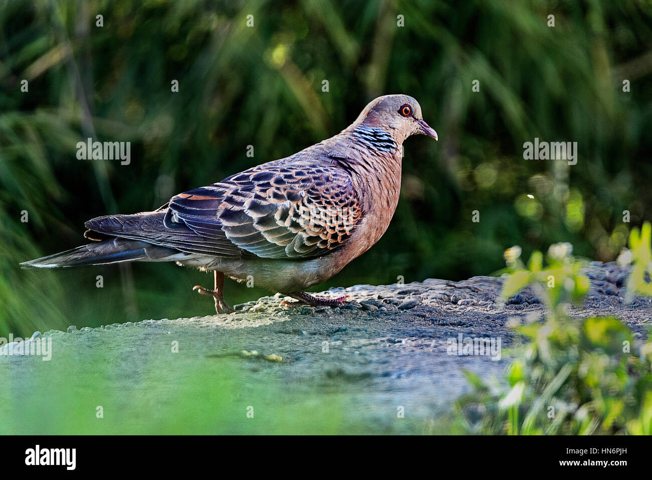 Green spotted dove hi-res stock photography and images - Alamy